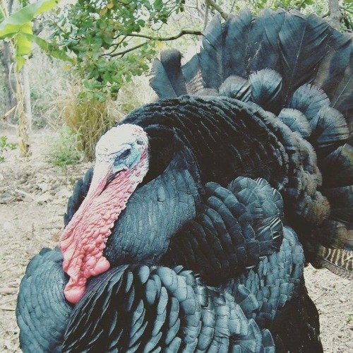 Stream De dónde provienen las palabras Pavo y Chompipe by Departamento ...