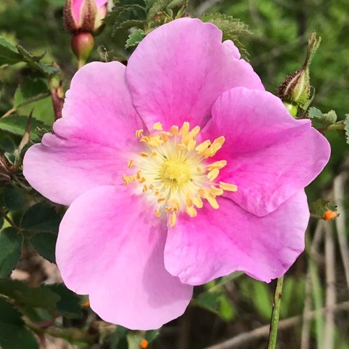 Stream Bramble Rose by Rare Birds-Seattle | Listen online for free on ...