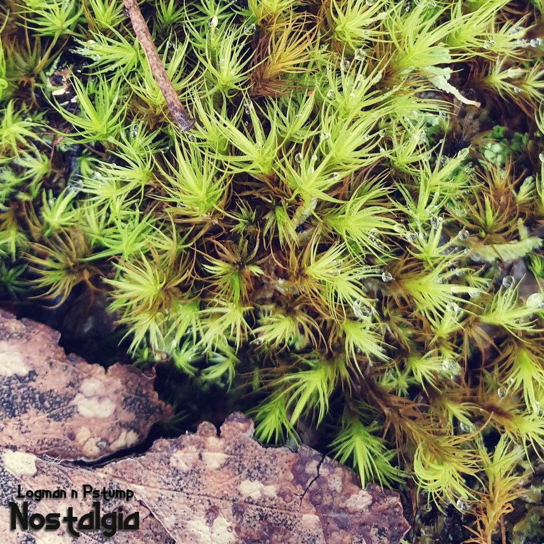 Stream ۞ Divinorum ۞ | Listen to Bush prog / Prog dark playlist online ...