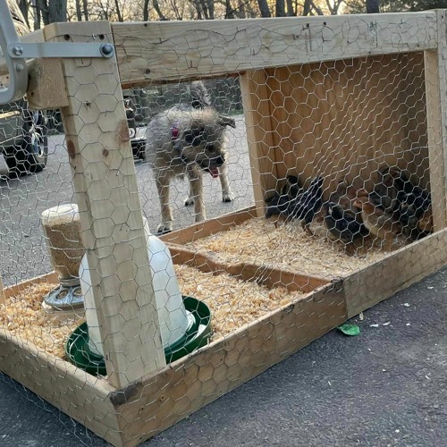 Stream The Coop by Cadderly Sessions | Listen online for free on SoundCloud