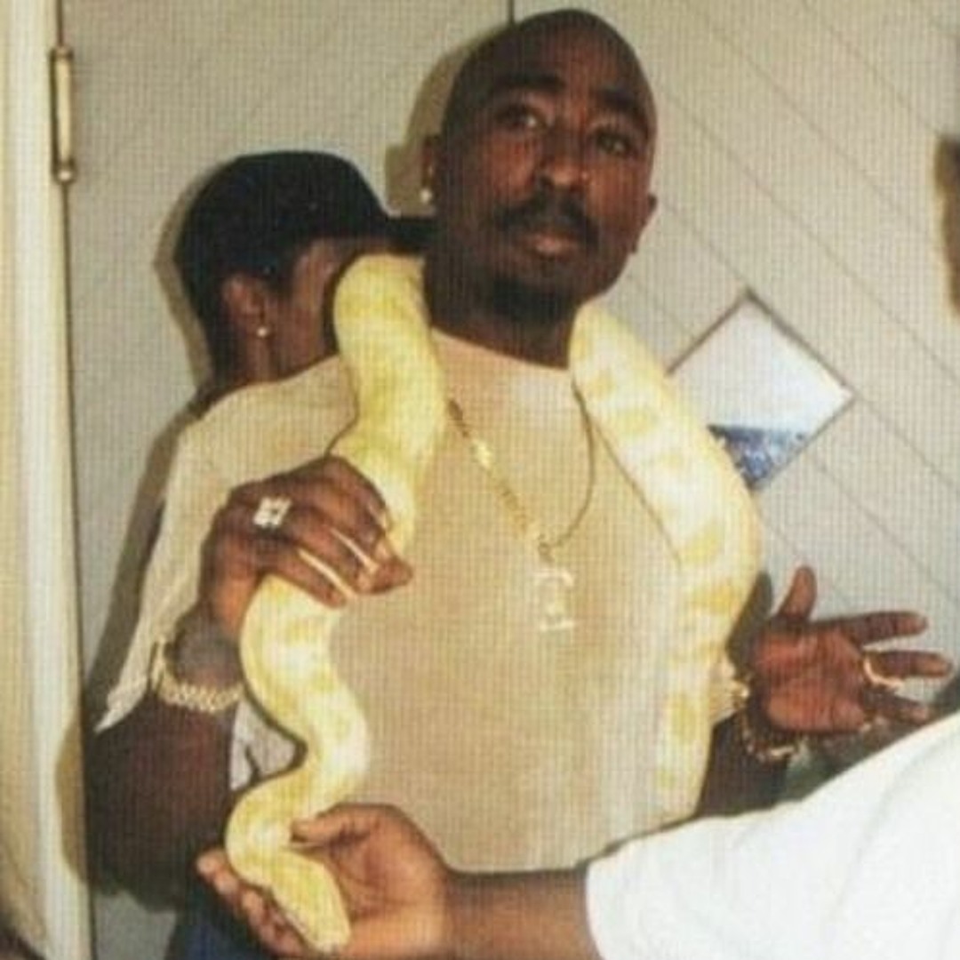 Stream 2Pac - Snakes & Fakes (2023) by Gofi | Listen online for free on ...