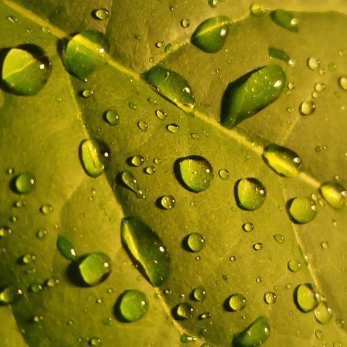 Stream Psynova Ducklings by YagoTrick | Listen online for free on SoundCloud