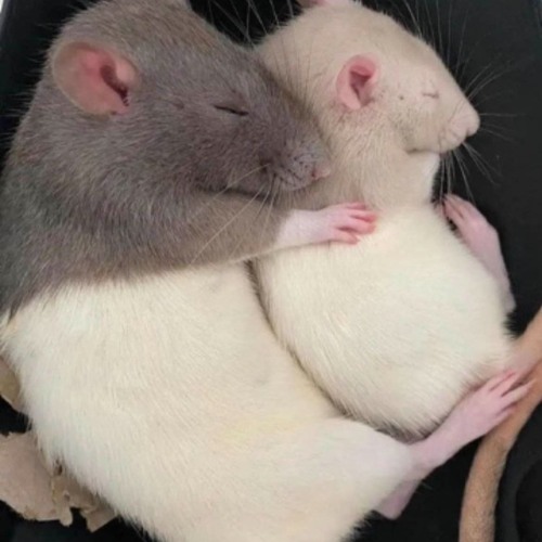 Stream blackpilled off what you say (feat. Lil Watermark) by blehh ...