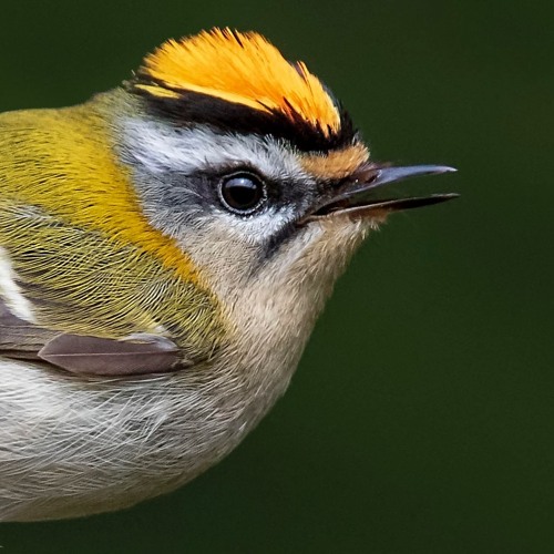 Stream Firecrest Song - MixPre - 3861.WAV by Gavin Vella | Listen ...