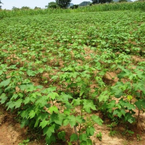 Stream LE COTON Bt L'AMI DES PRODUCTEURS DU SUD - OUEST by Dolly ...