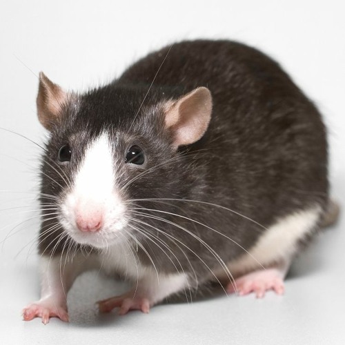 Stream vivi mouse goes feral at the office by vivi mouse | Listen ...