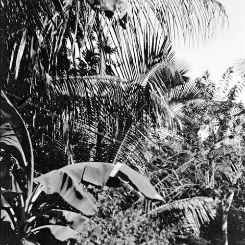 Stream episode Oil Palm: A Global History with Jonathan Robins by ...