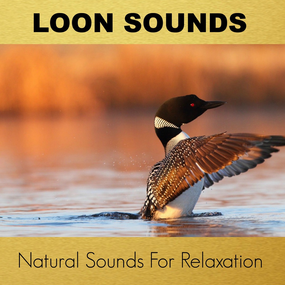 Stream Loons And Cricket Sounds by Loon Sounds | Listen online for free ...