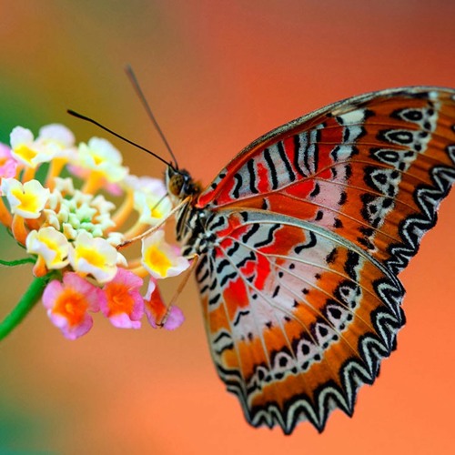 Stream my beloved wackadoodle by Michael Yowell | Listen online for ...