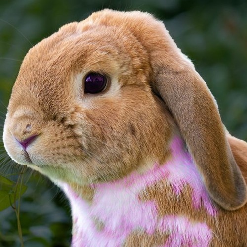 Stream episode Funny Fluffy Purple Rabbits & ThE EvIL EyE | Creepy ...