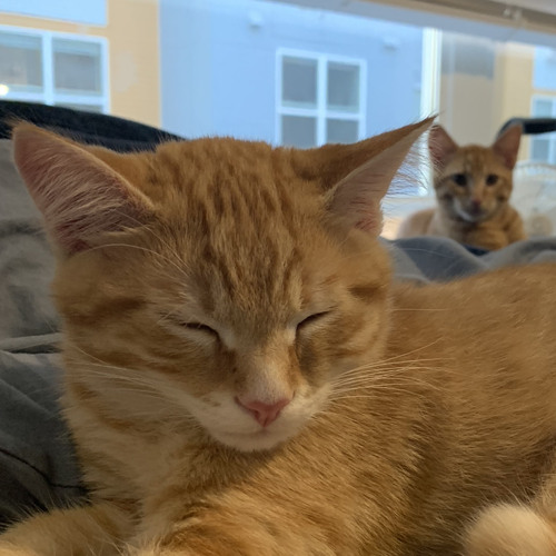 Stream i will live forever by Oxalis | Listen online for free on SoundCloud