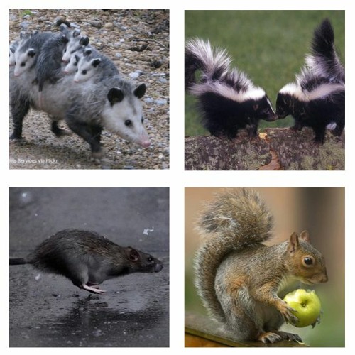 Stream episode EP 1 - Animals All Around Us by THE ZOOM POD podcast ...