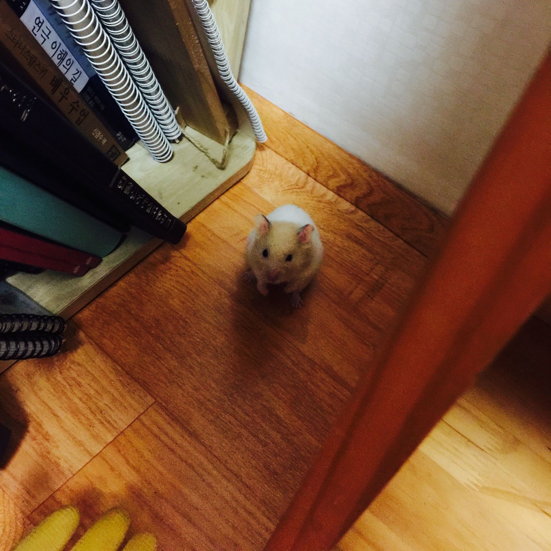 Stream 추격자 (Band Cover By Giuk) by 기욱이 | Listen online for free on ...