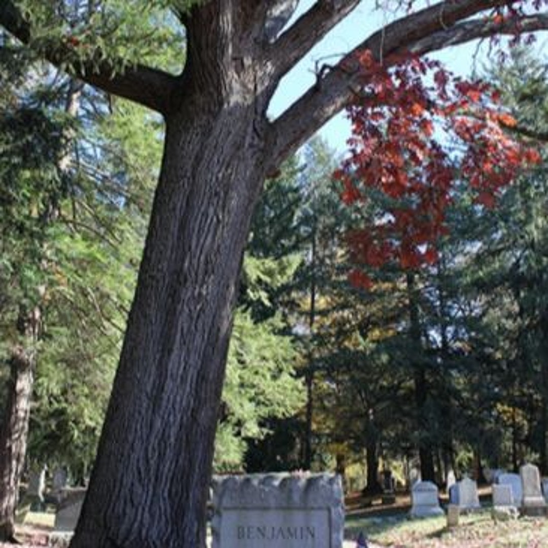 Stream Lt. Earl W. Benjamin Jr. Oak Tree by The History Center in ...