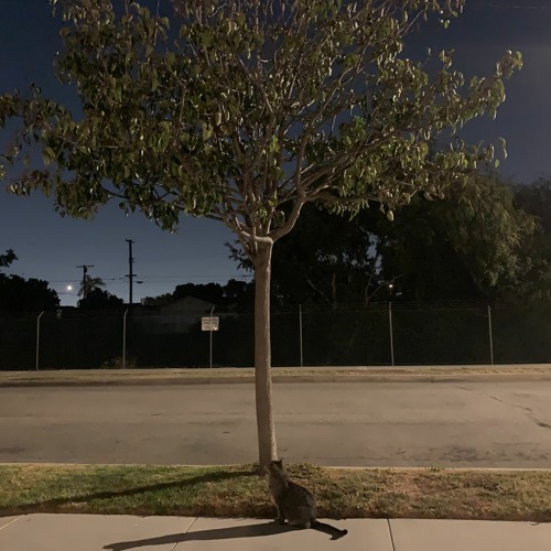 Stream Son Of Jesse by Noah Tapp | Listen online for free on SoundCloud