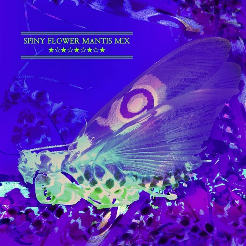 Stream BUG SNAPPER ☆ SPINY FLOWER MANTIS MIX by ARCANA | Listen online ...