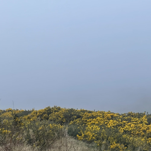 Stream Stuart McCann - The Wolves are Running by Stuart McCann | Listen ...