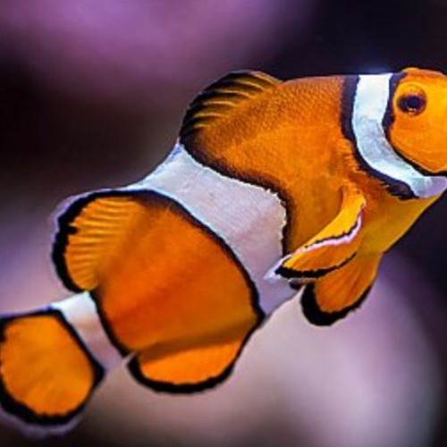 Stream How Finding Nemo Harmed the Clownfish Species by SUNITA | Listen ...