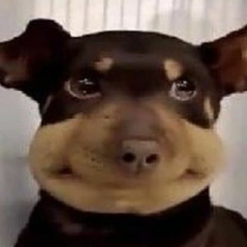 Stream Your a figglebottom male by Adderall Fish | Listen online for ...