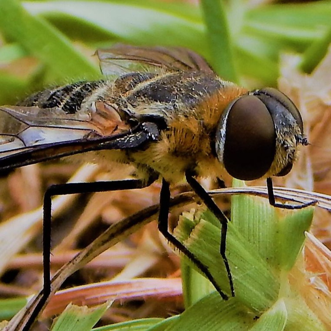 Stream Track 1 Demo By The Pine Barons Listen Online For Free On