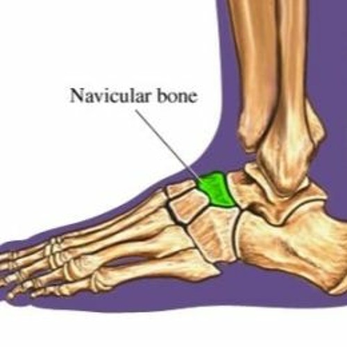 Stream Yab's Navicular bone by THE ZONACAST | Listen online for free on ...