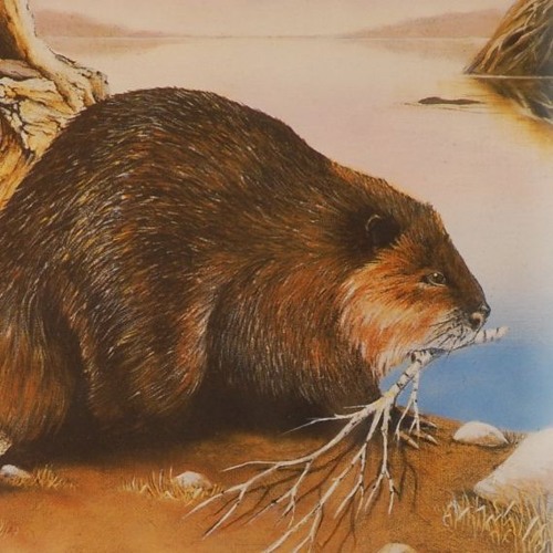 Stream BEAVER - Madlib / MF DOOM / The Alchemist Type Beat by Jay ...