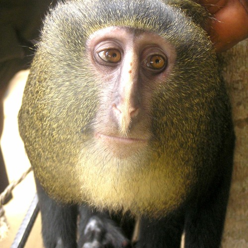 Stream Best Friend Monkey by innerhorse | Listen online for free on ...