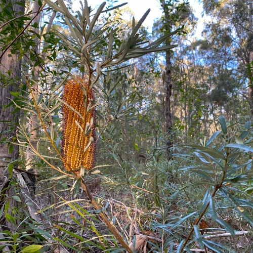 Stream Mob Soundmap Australia | Listen to Sounds of Worimi Country ...