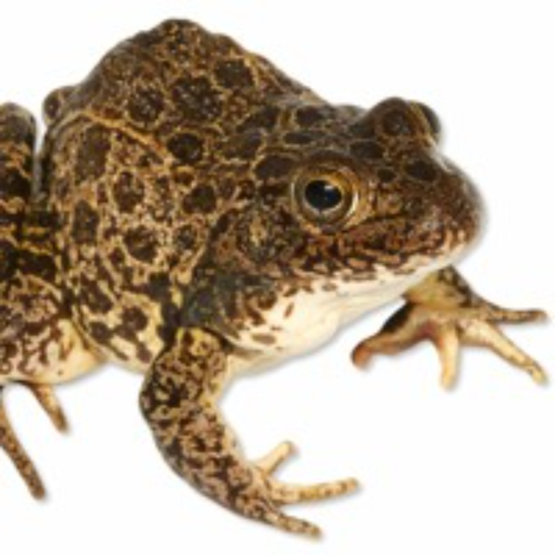 Stream episode Northern Crawfish Frog (Lithobates areolatus circulosus ...