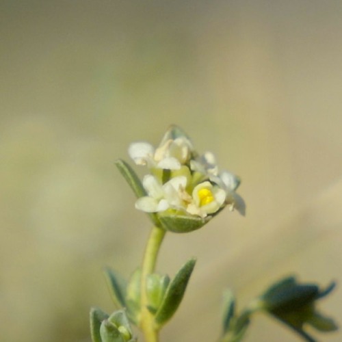 Stream Digging (up) the Spiny Rice-flower. 𝘗𝘪𝘮e𝘭𝘦𝘢 𝘴𝘱𝘪𝘯𝘦𝘴𝘤𝘦𝘯𝘴 subsp ...