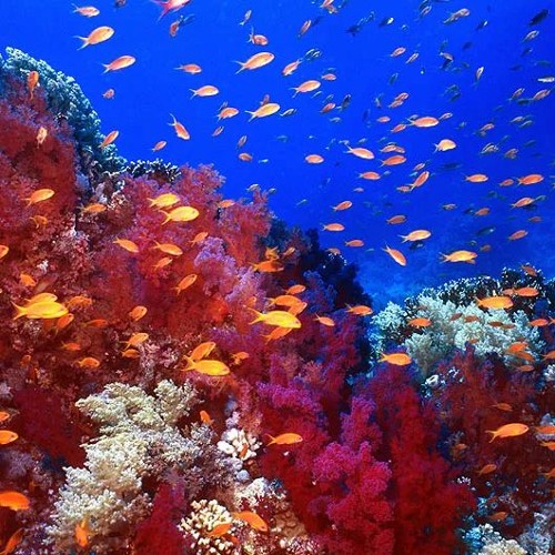 Stream Animal Crossing New Horizons background music for presentation ☮ ...