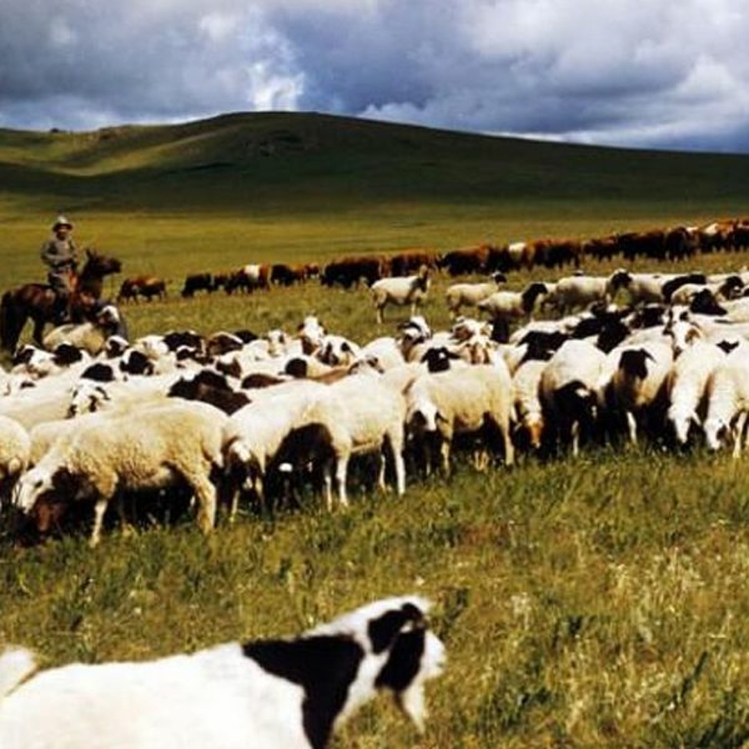 Stream Эрүүл бүс рүү вакцингүй малын шилжилт хийхгүй байхыг анхааруулж байна By Mongolian