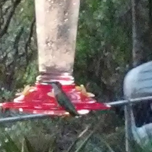 Stream Wind Beneath My Wings by Helen G Batten | Listen online for free ...