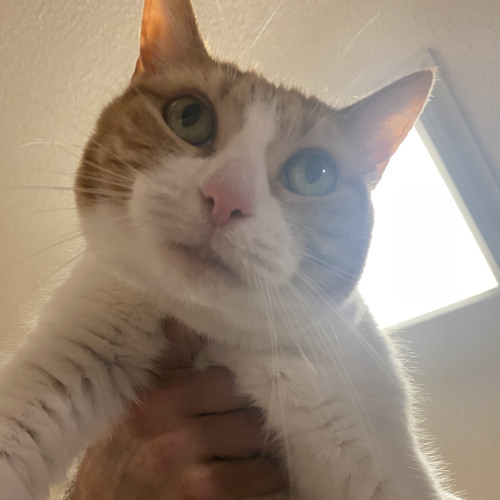 Stream Kitty Diddy 1 by Bonnie Bear | Listen online for free on SoundCloud