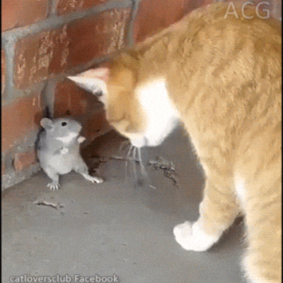 Stream Epic Rat Battle With a Mechanoid Cat by ΣGG YӨᄂK | Listen online ...