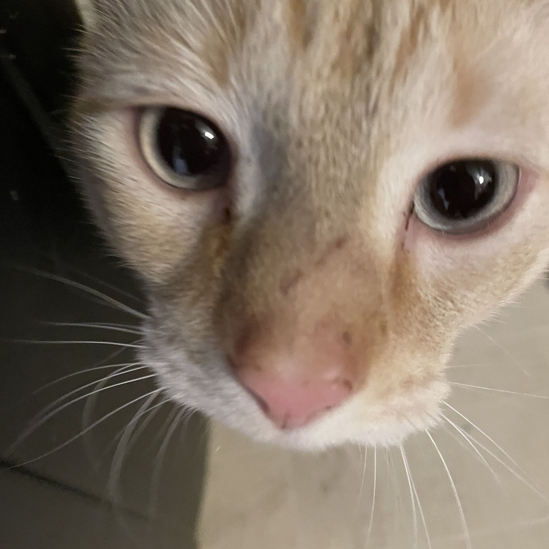 Stream Noe. | Listen to Cheif keef playlist online for free on SoundCloud