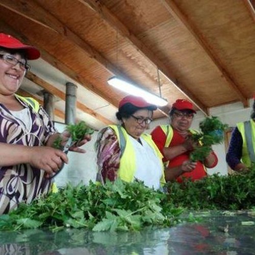 Stream episode Las novias de la tierra - Ruth Iturriaga de Segall by ...