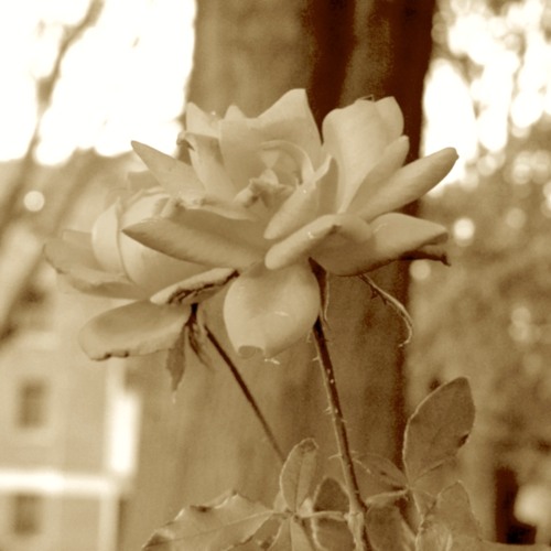 Stream Flower Boy by Sam Correa | Listen online for free on SoundCloud