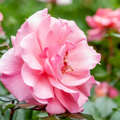 Stream Prelude in C Minor (Chopin) by Kerri Shotts | Listen online for free on SoundCloud