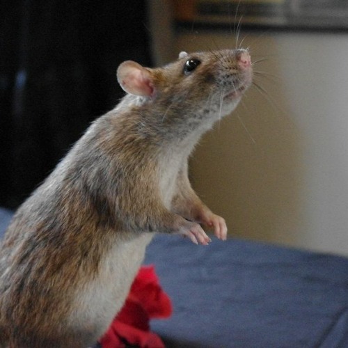 Stream The Laughter of Rats by James Fitton | Listen online for free on ...