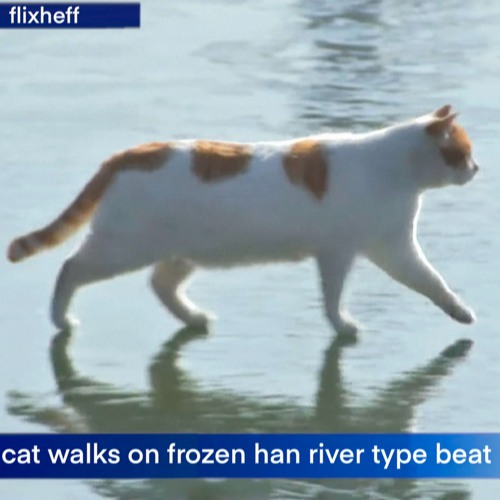Stream cat walks on frozen han river type beat by flixheff | Listen ...