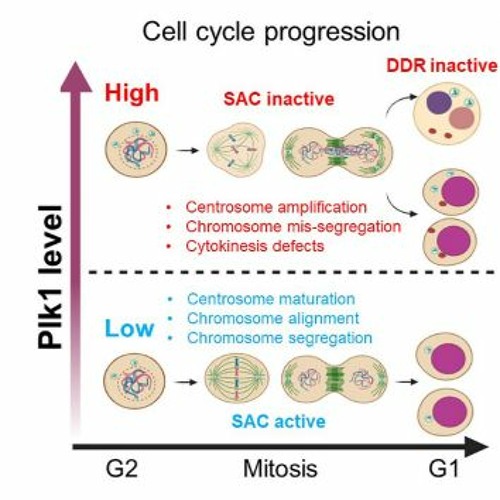 Stream episode Novel GEM Model Unveils PLK1’s Role in Tumorigenesis by ...