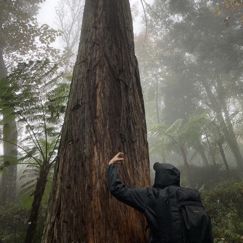 Stream Knok-Tree of Strengh by KNOK | Listen online for free on SoundCloud