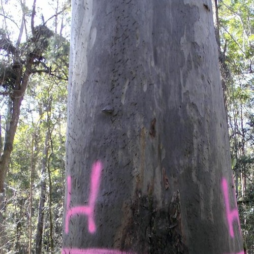 Stream Logging of old growth trees in Ellis State Forest - 16 August ...