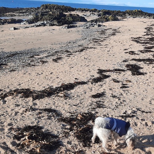 Stream The Psychonaut Appears! by Brendan Dempsey | Listen online for ...