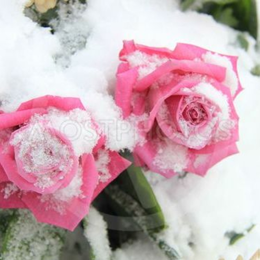 Stream Snow by Louis MacNeice by Anton Jarvis | Listen online for free ...