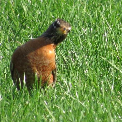 Stream The Poop Song by edwin parry | Listen online for free on SoundCloud