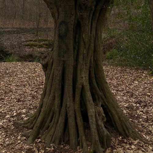 Stream Nexcyia - January 2022 by Balamii | Listen online for free on ...