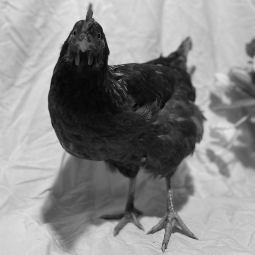 Stream Raving chick by Anya | Listen online for free on SoundCloud