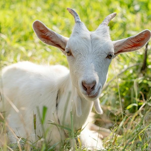 Stream Gen Z is bringing goats to prom — thanks to Michael Jordan by ...